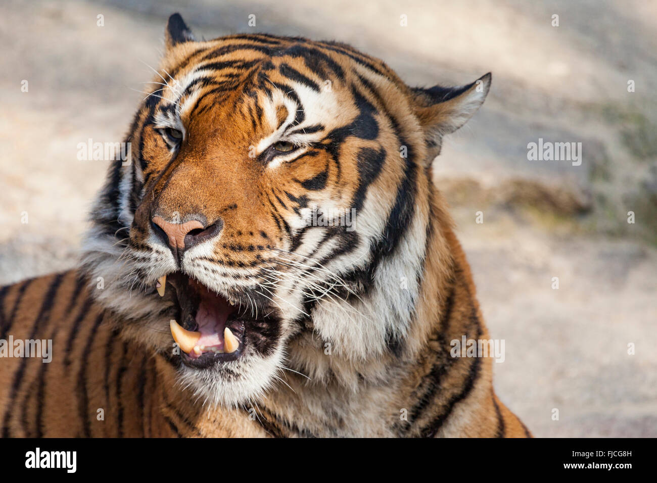 Close-up of a Tigers face Stock Photo - Alamy