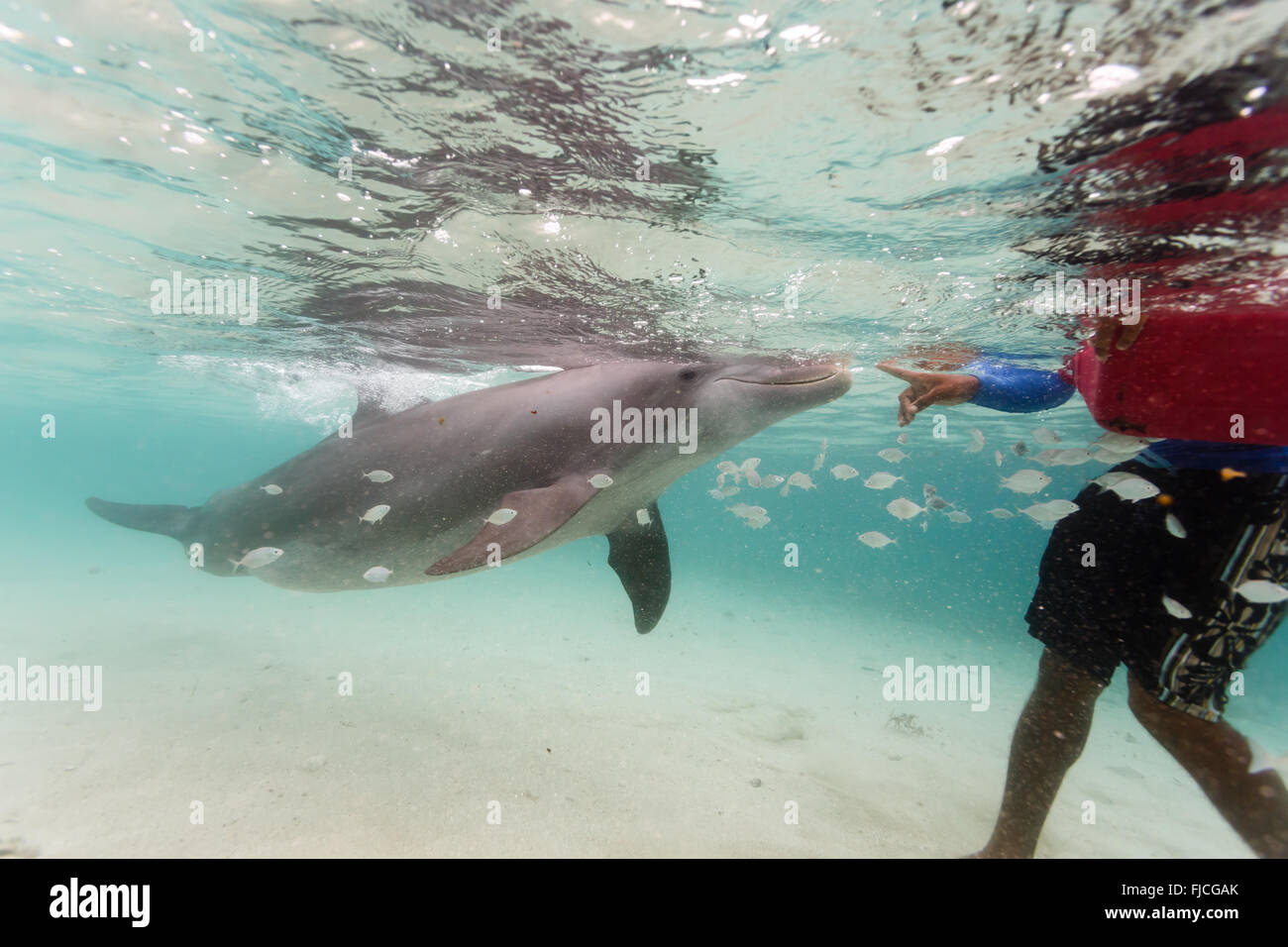 Bottlenose dolphin plays with swimmer in Caribbean as school of fish ...