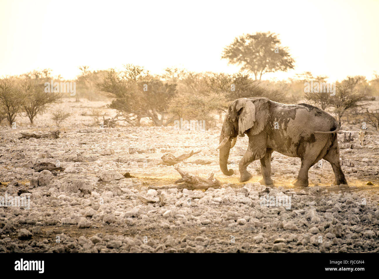 Dusty elephant hi-res stock photography and images - Alamy