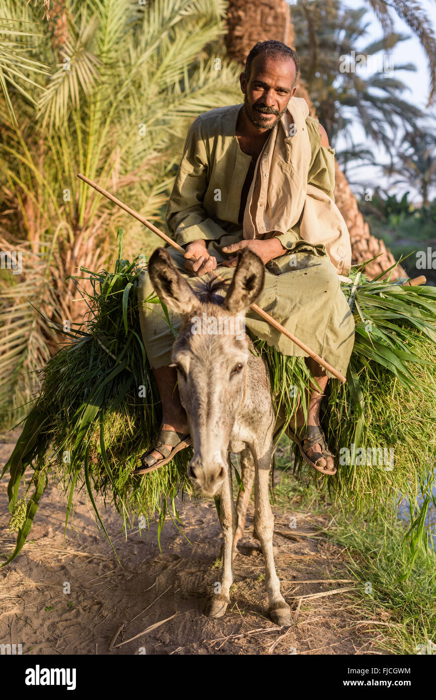 Man travelling on a donkey carrying grass Stock Photo - Alamy