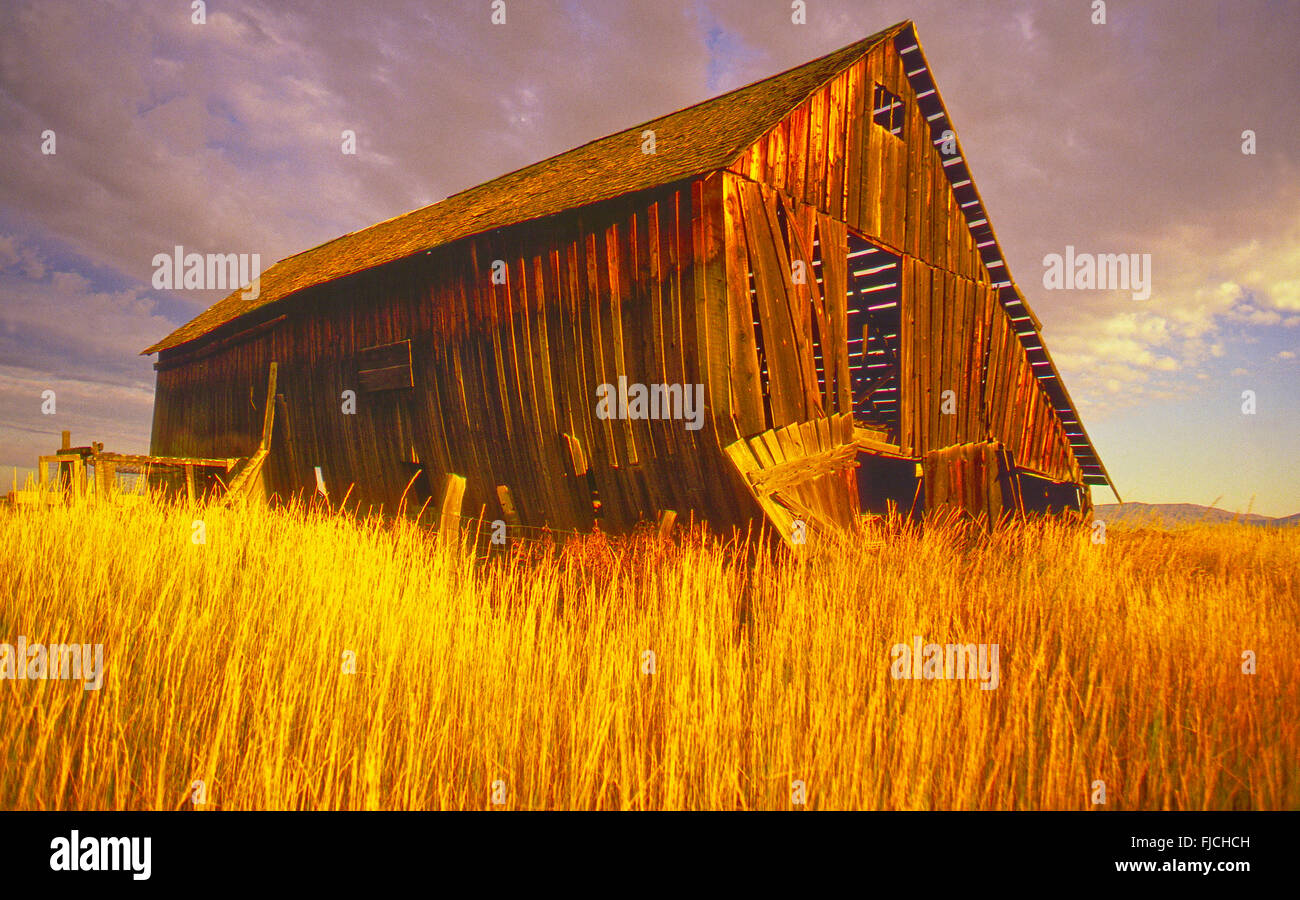 Old Rustic Wooden Barn in field of Golden Wheat, Camas Prairie near ...