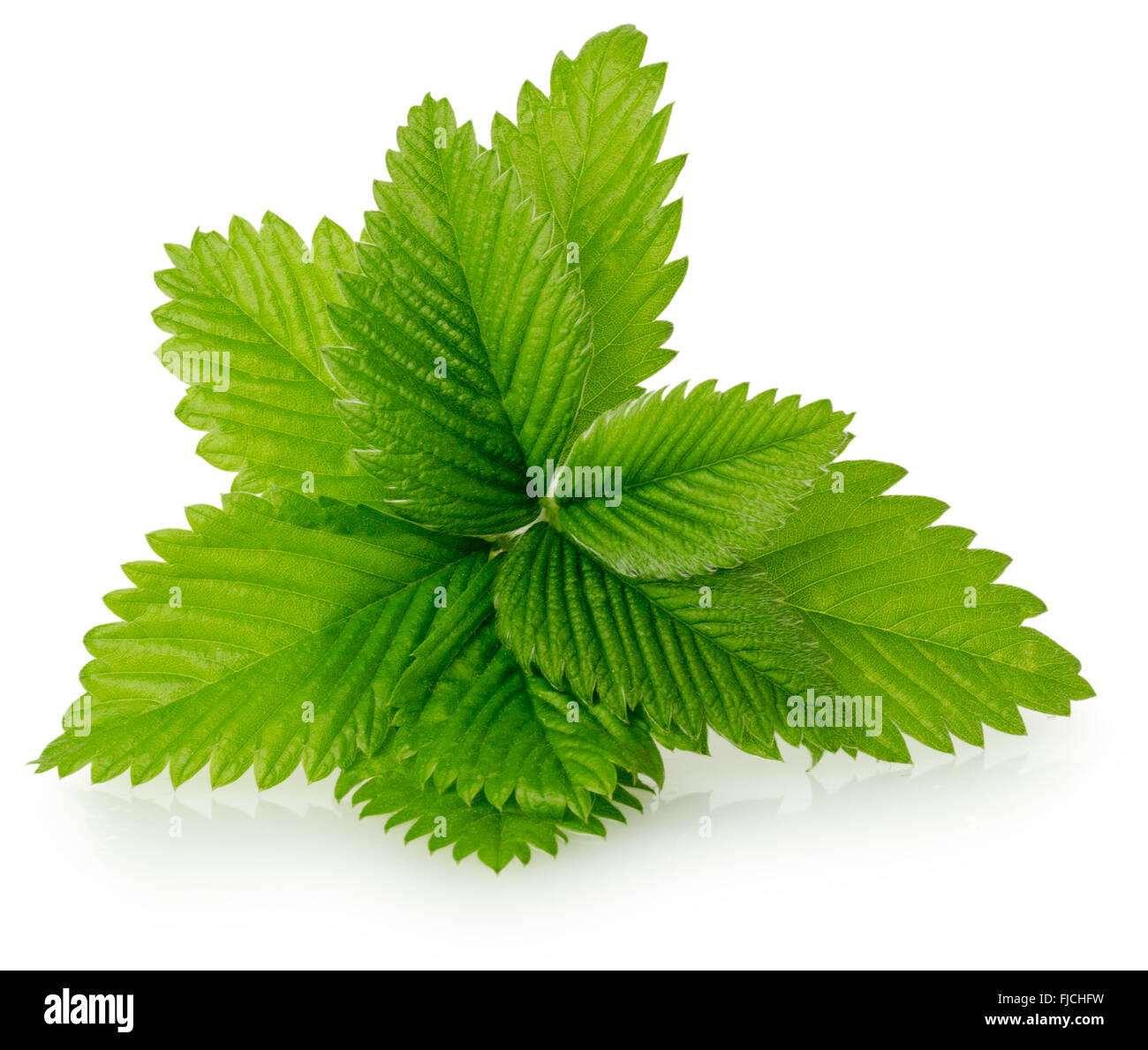strawberry leaves isolated on the white background Stock Photo - Alamy