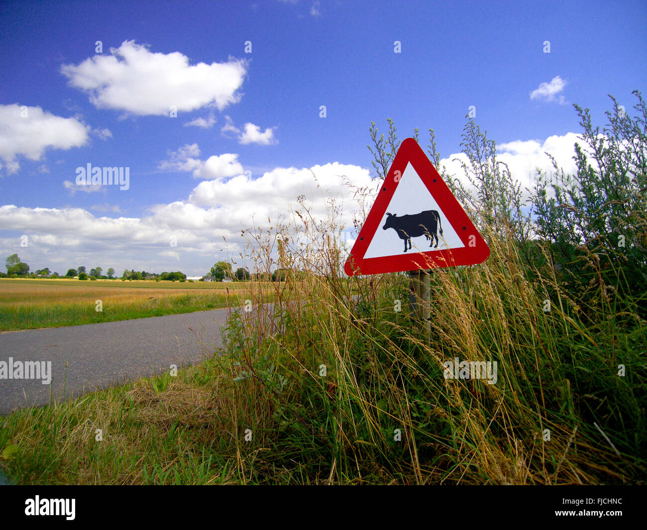 Cattle crossing ahead hi-res stock photography and images - Alamy