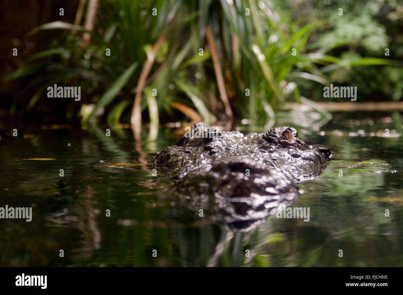 Lurking hi-res stock photography and images - Alamy