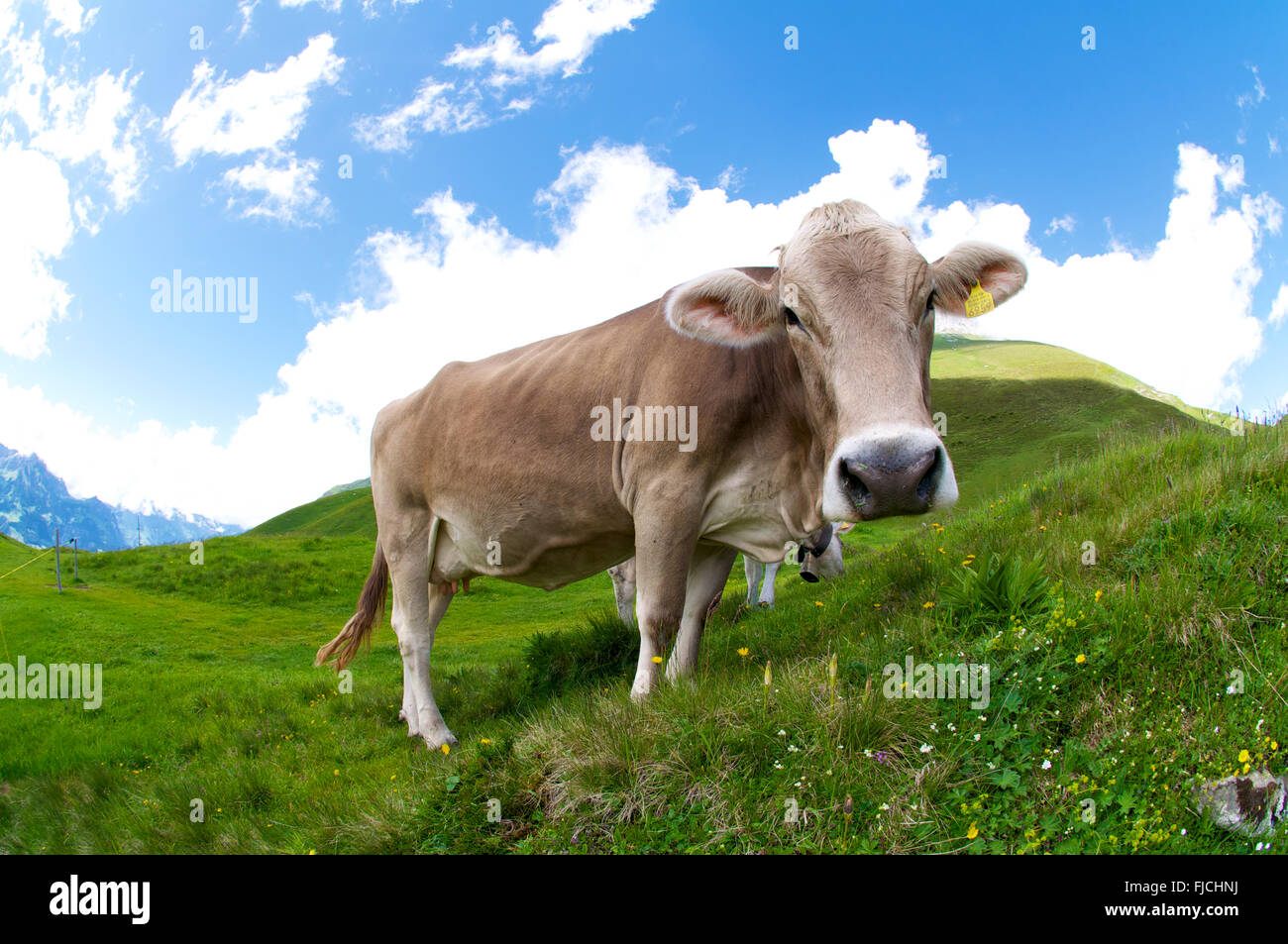 Cow fish eye hi-res stock photography and images - Alamy
