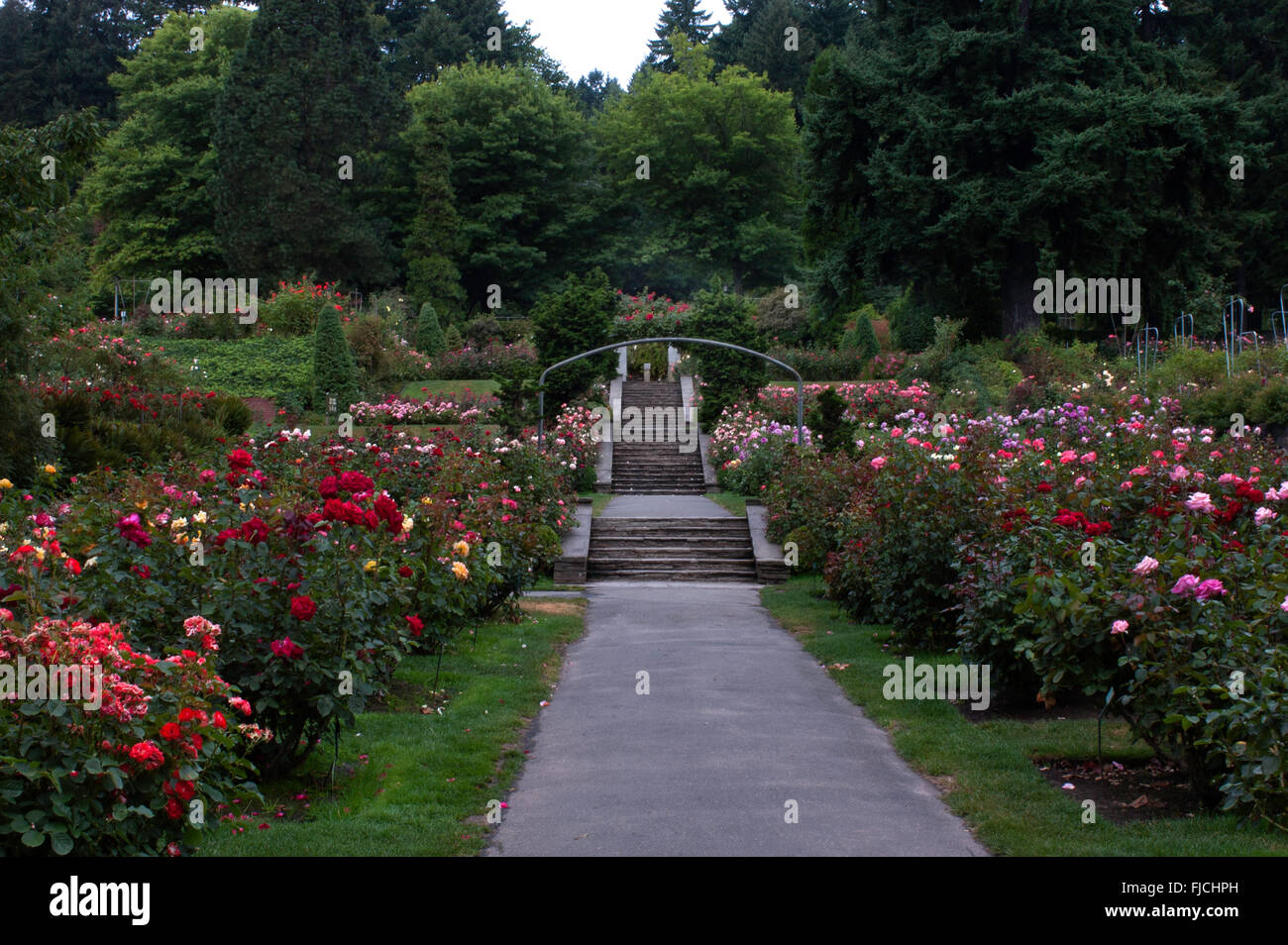 Portland Oregon Rose Garden Stock Photo - Alamy