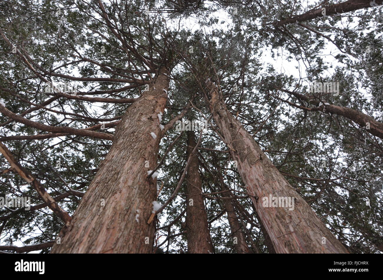 nature is tall Stock Photo - Alamy