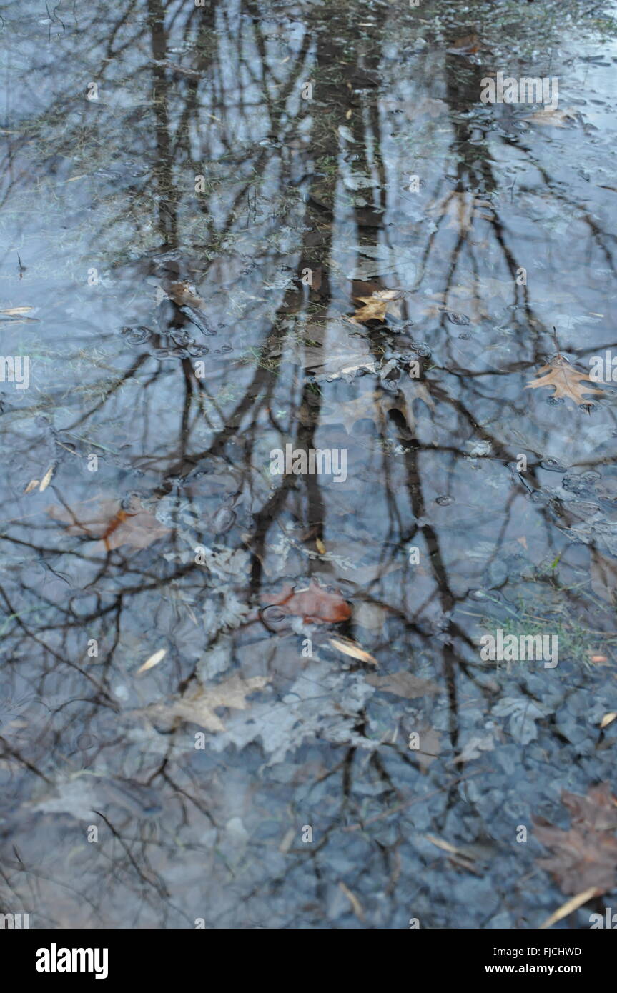 trees' reflection #2 Stock Photo - Alamy