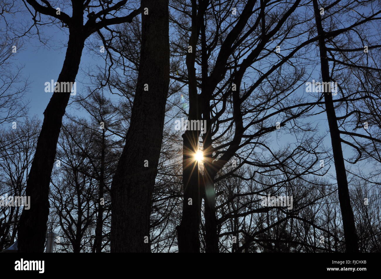 sun hiding in trees #2 Stock Photo - Alamy