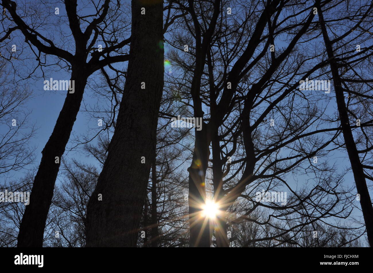 sun hiding in the trees Stock Photo - Alamy