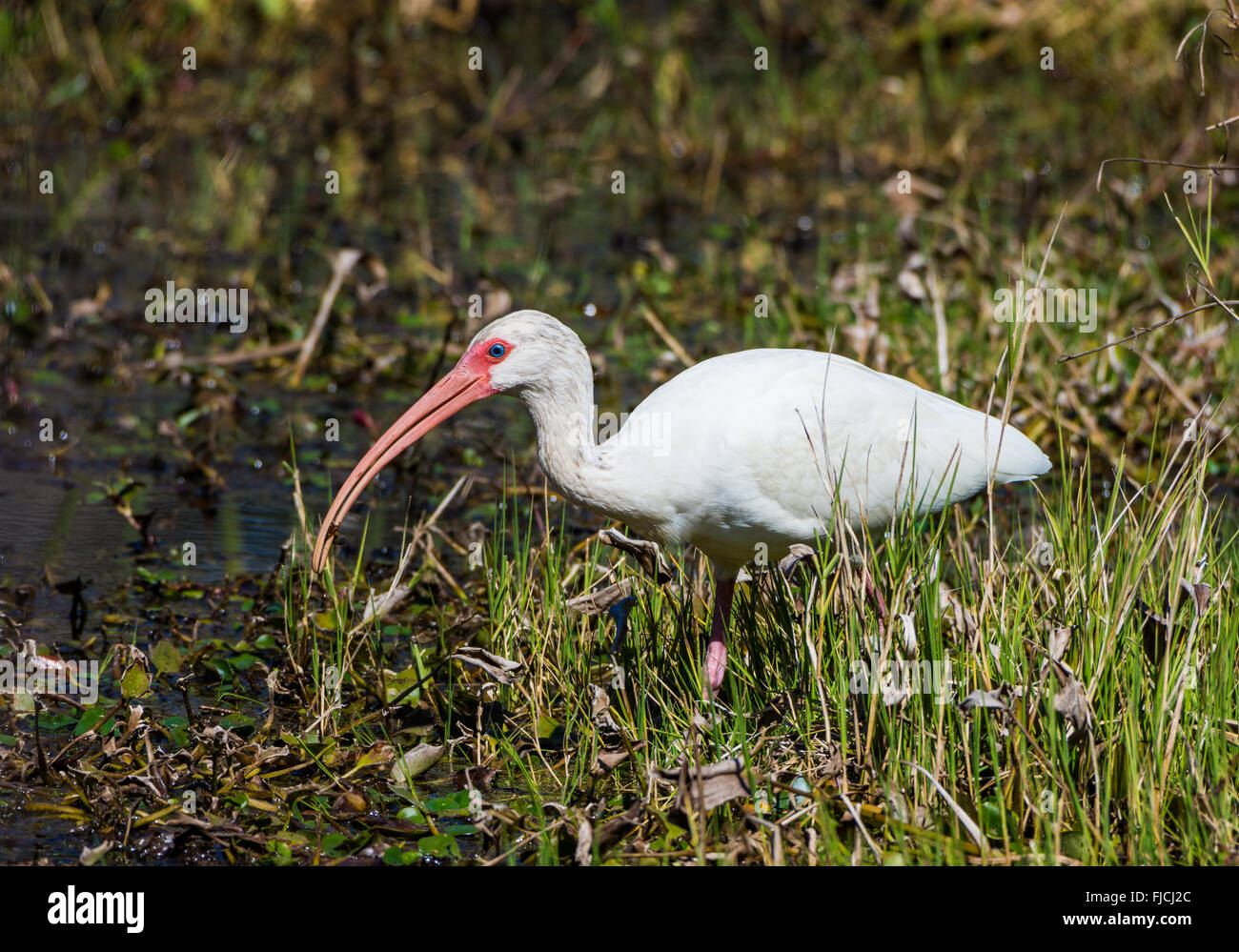 Stalk bird hi-res stock photography and images - Alamy