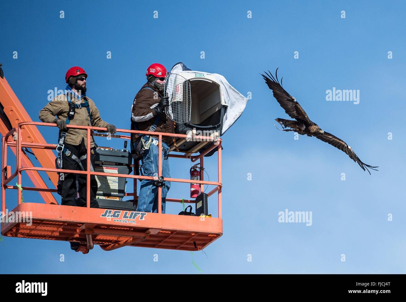 NREL researcher Jason Roadman and veterinarian Seth Oster release a ...