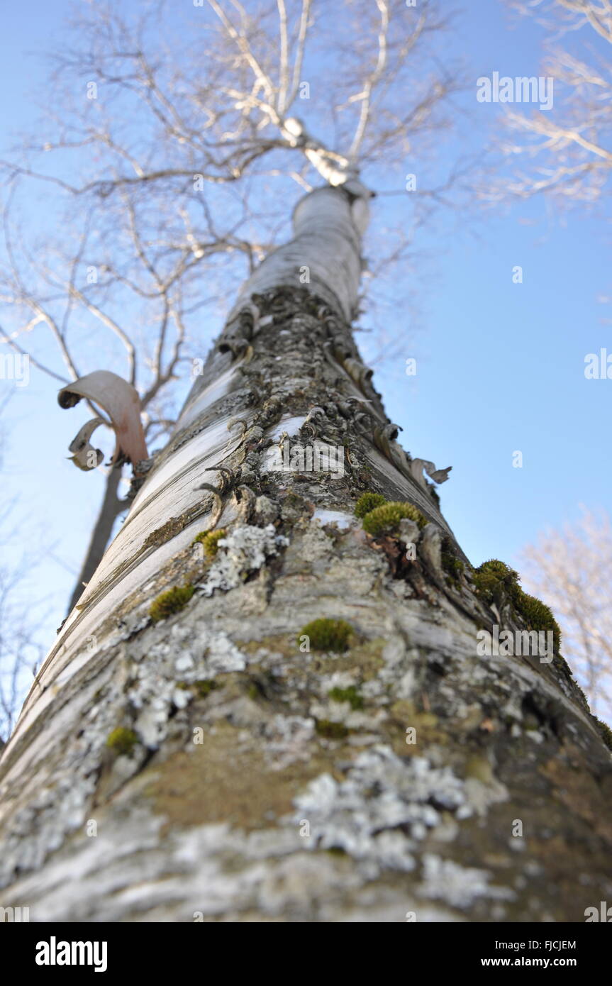 Living organisms hi-res stock photography and images - Alamy