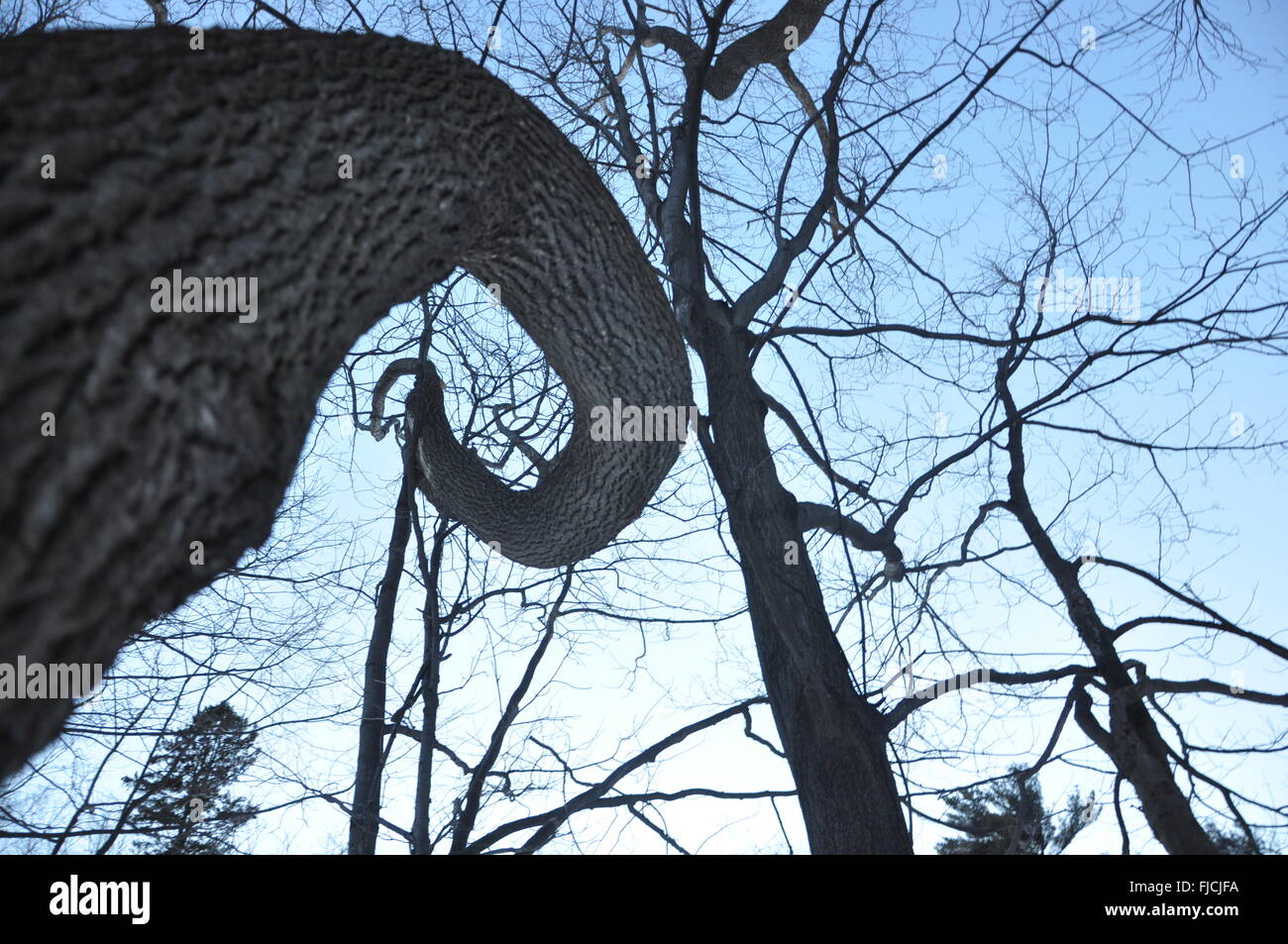 Trees, in different shapes and size Stock Photo - Alamy