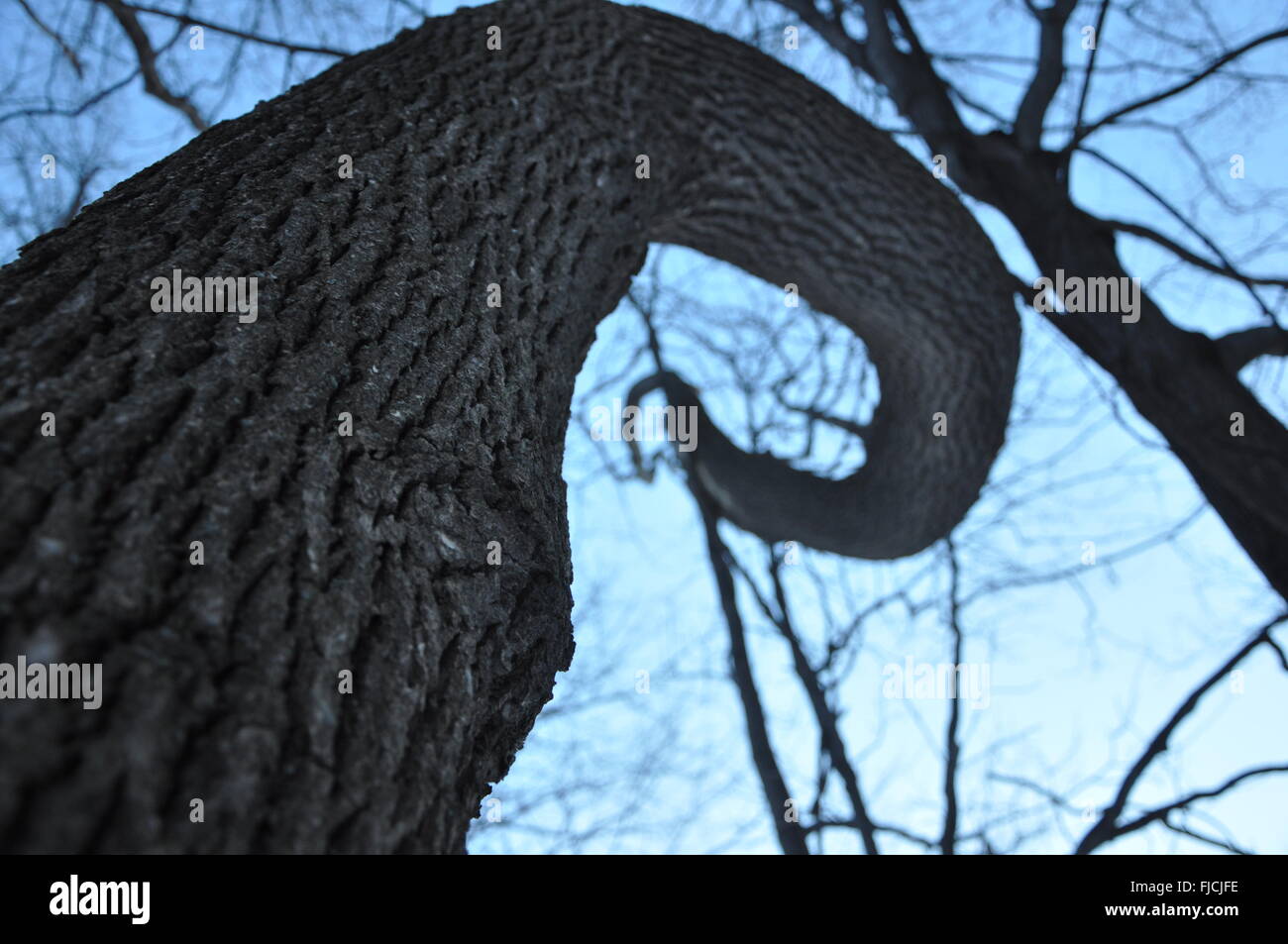 Twisty tree hi-res stock photography and images - Alamy
