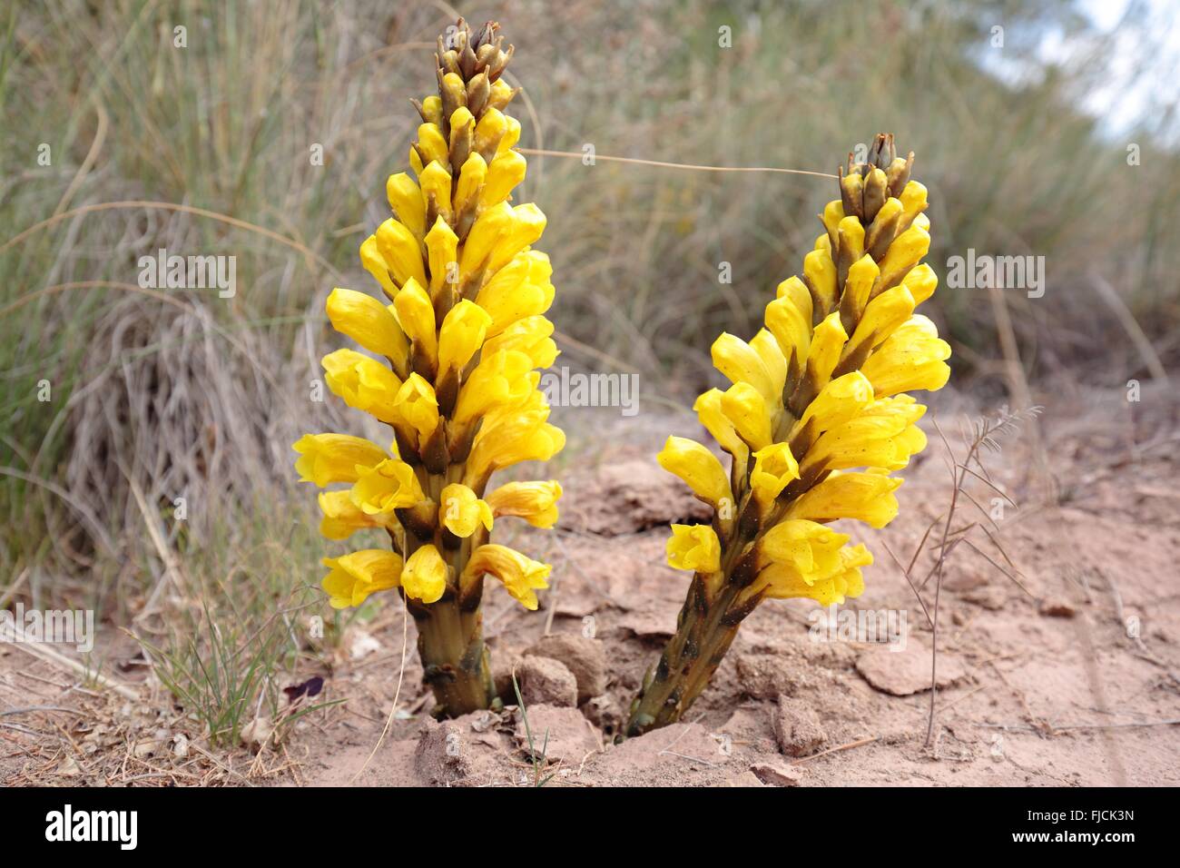 Jopo yellow Lamb in the mountains of Aspe, Alicante, Spain Stock Photo ...