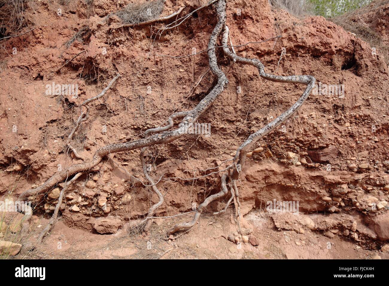 Roots of a tree in the clay ground Aspe, Alicante, Spain Stock Photo ...