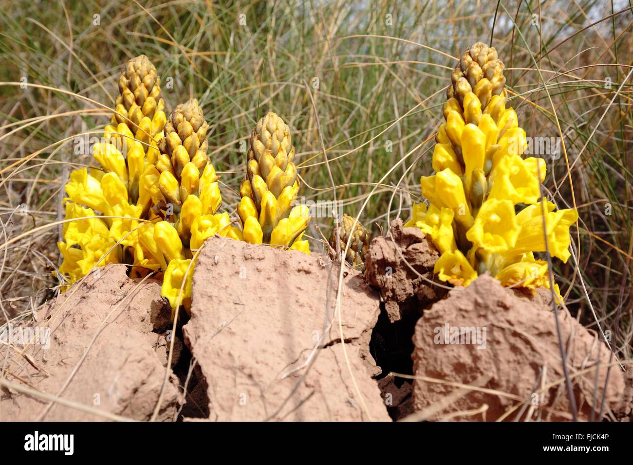 Jopo yellow Lamb in the mountains of Aspe, Alicante, Spain Stock Photo ...