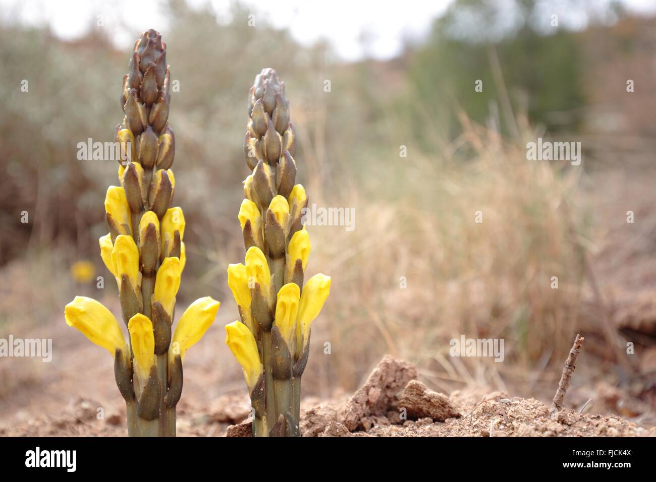 Jopo yellow Lamb in the mountains of Aspe, Alicante, Spain Stock Photo ...