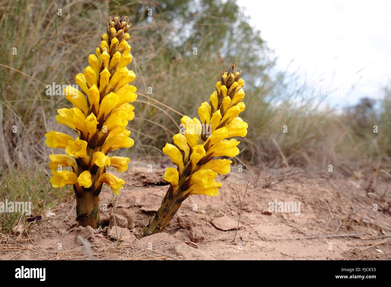 Jopo yellow Lamb in the mountains of Aspe, Alicante, Spain Stock Photo ...