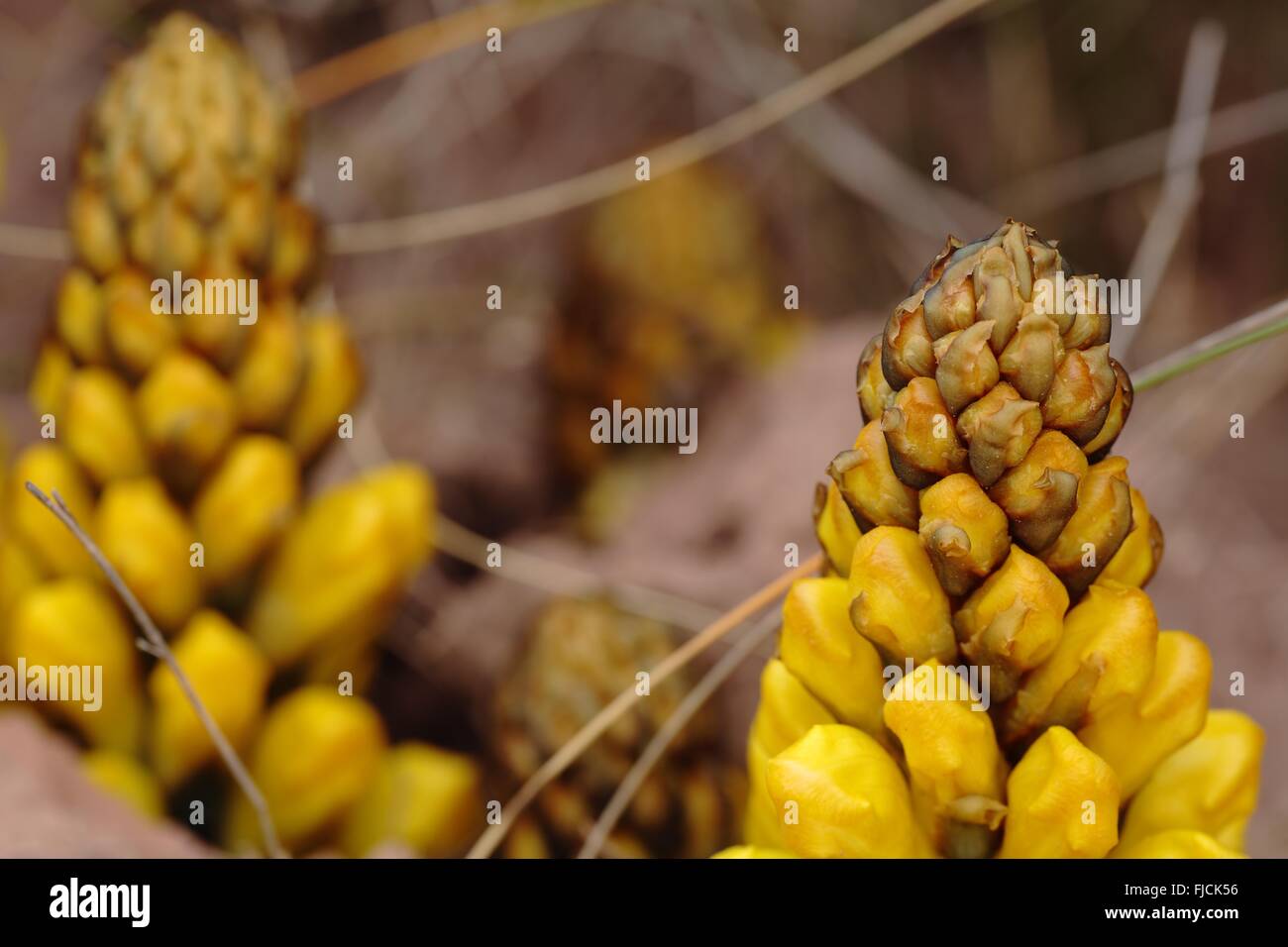 Jopo yellow Lamb in the mountains of Aspe, Alicante, Spain Stock Photo ...