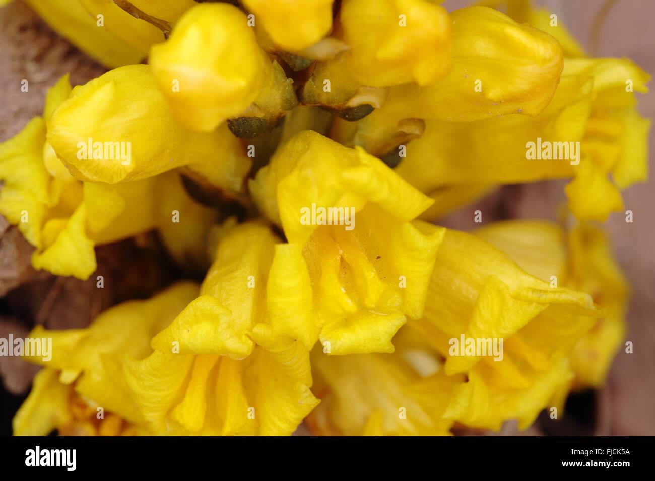 Jopo yellow Lamb in the mountains of Aspe, Alicante, Spain Stock Photo ...