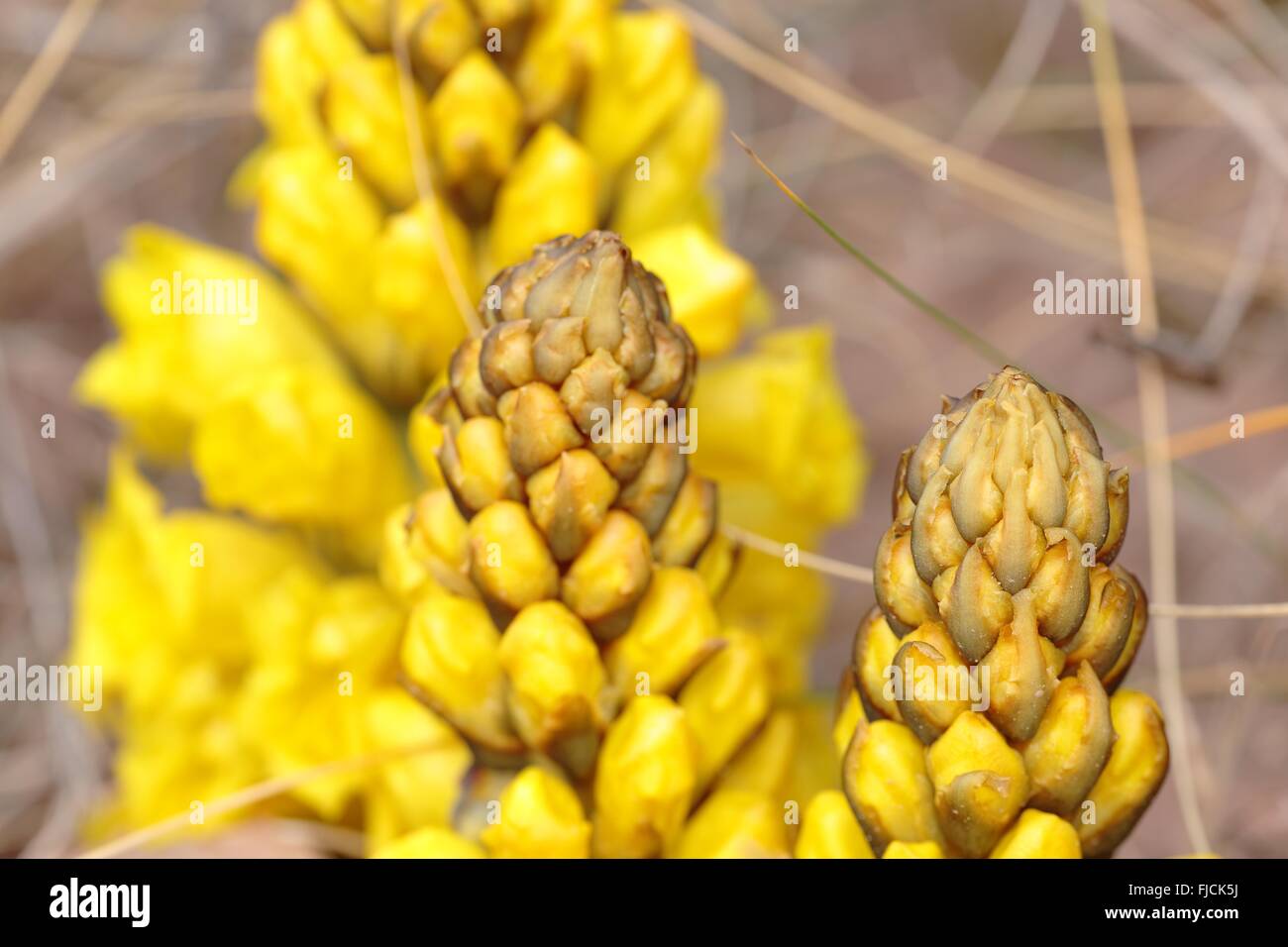 Jopo yellow Lamb in the mountains of Aspe, Alicante, Spain Stock Photo ...