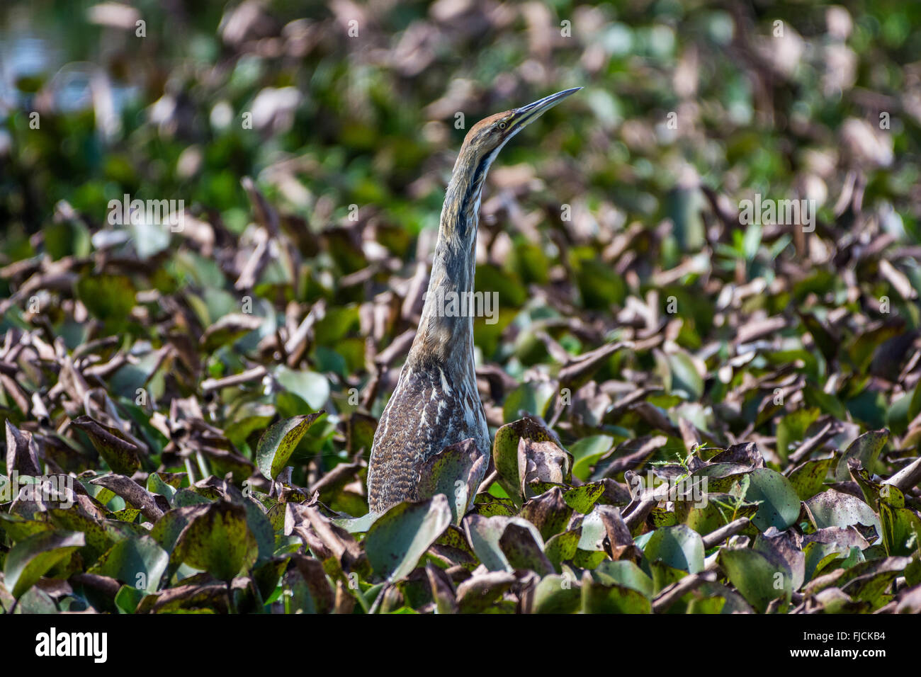 Bittern bird hi-res stock photography and images - Alamy