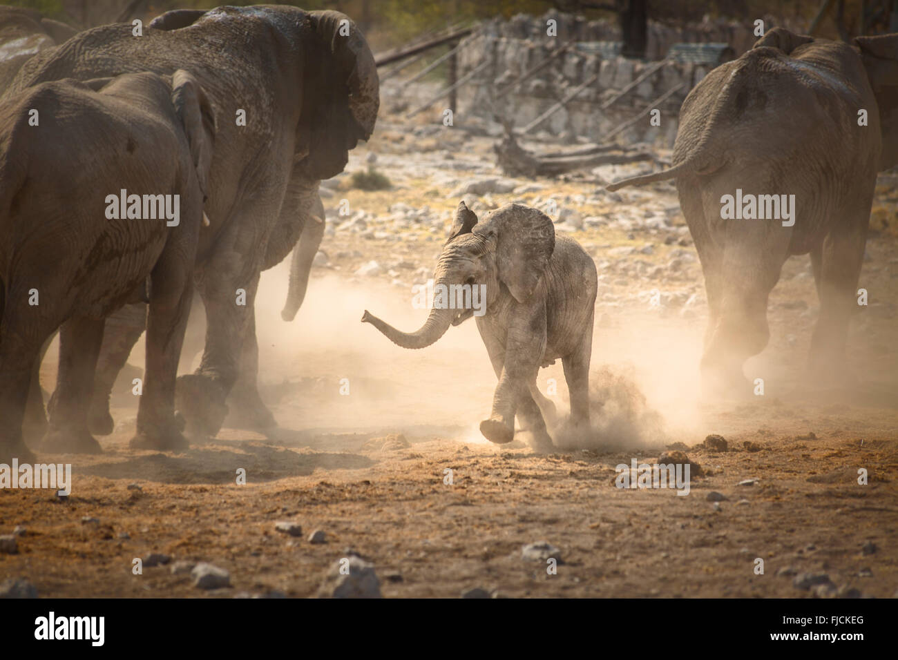 Running Elephant High Resolution Stock Photography and Images - Alamy