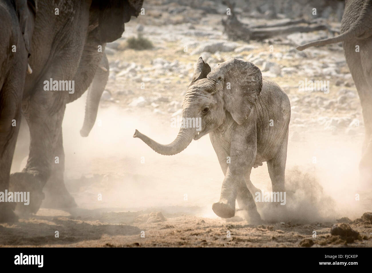 Running Elephant High Resolution Stock Photography and Images - Alamy