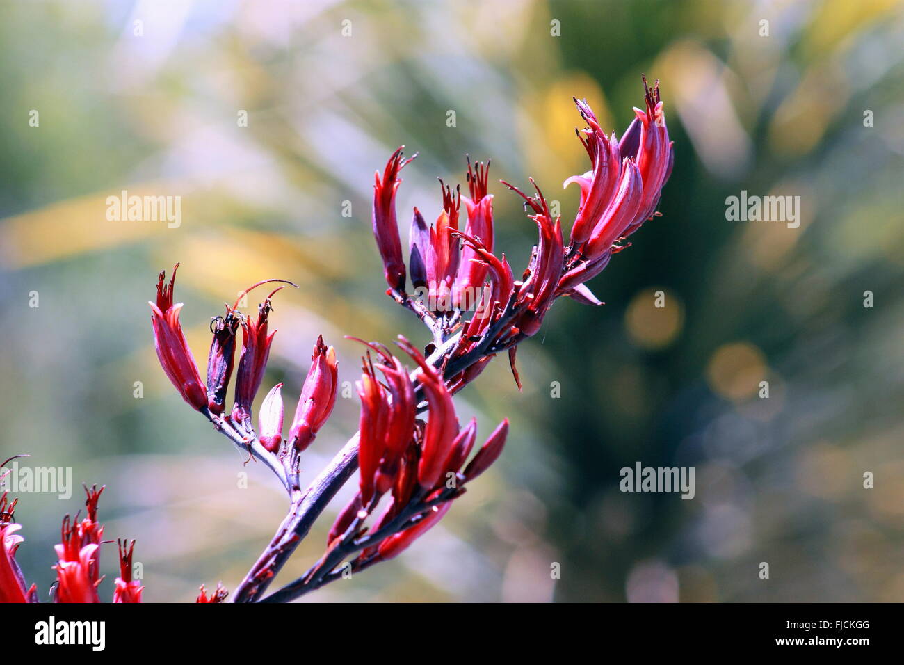 Harakeke flax flower hi-res stock photography and images - Alamy