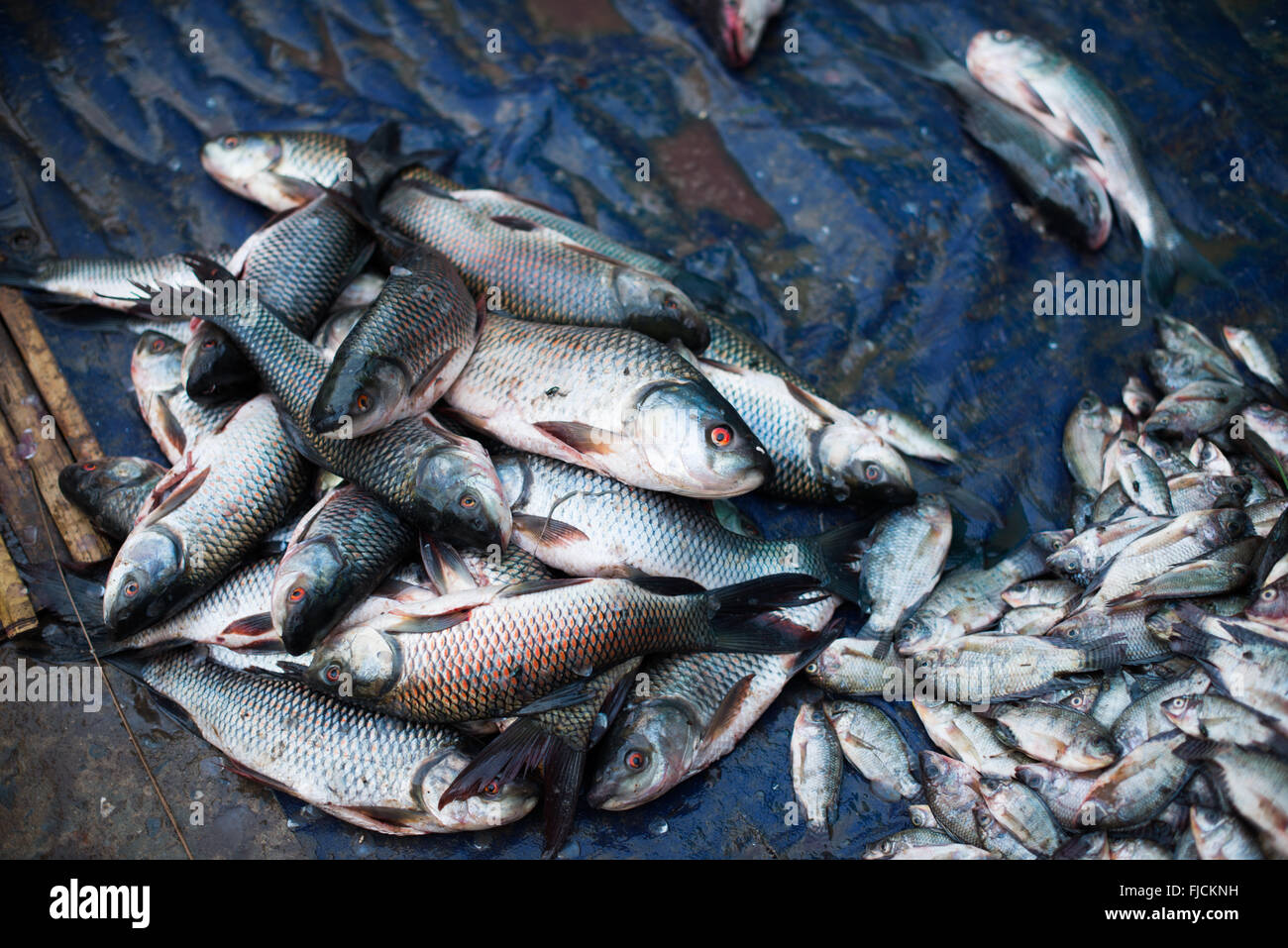 MANDALAY, Myanmar — Fresh fish at the fish and flower market in ...