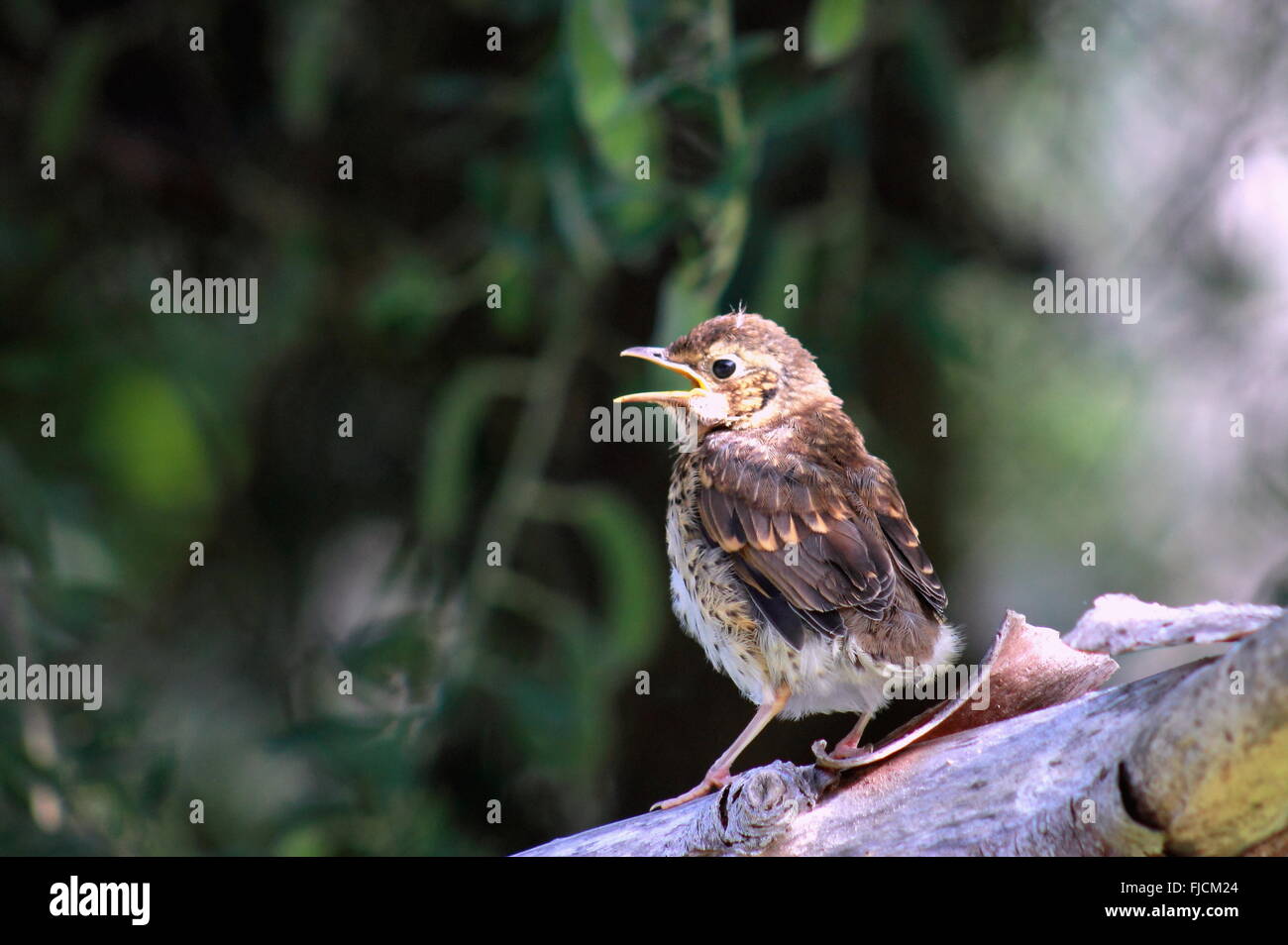 Song Thrush Fledgling Stock Photo - Alamy