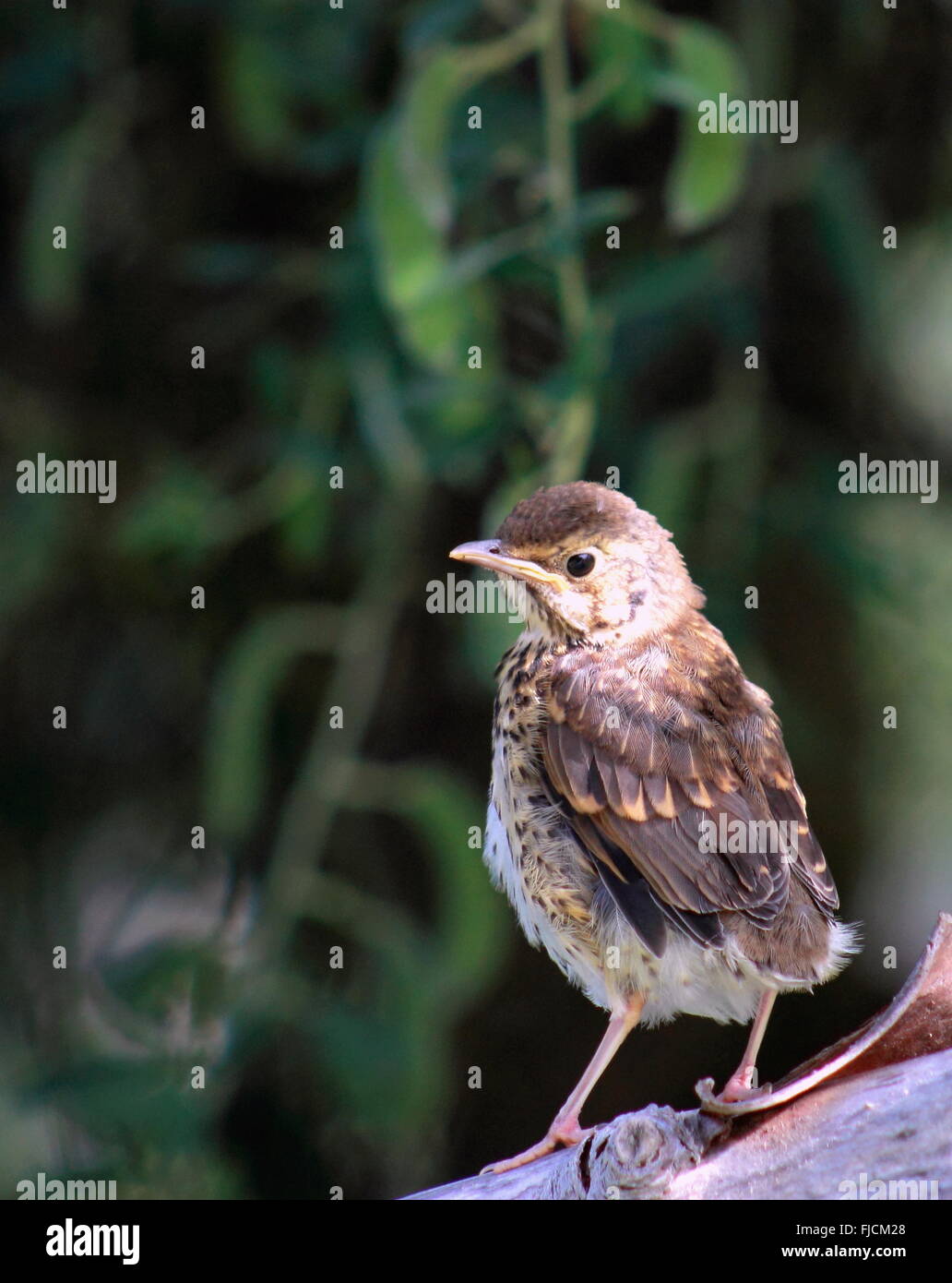 Song Thrush Fledgling Stock Photo - Alamy