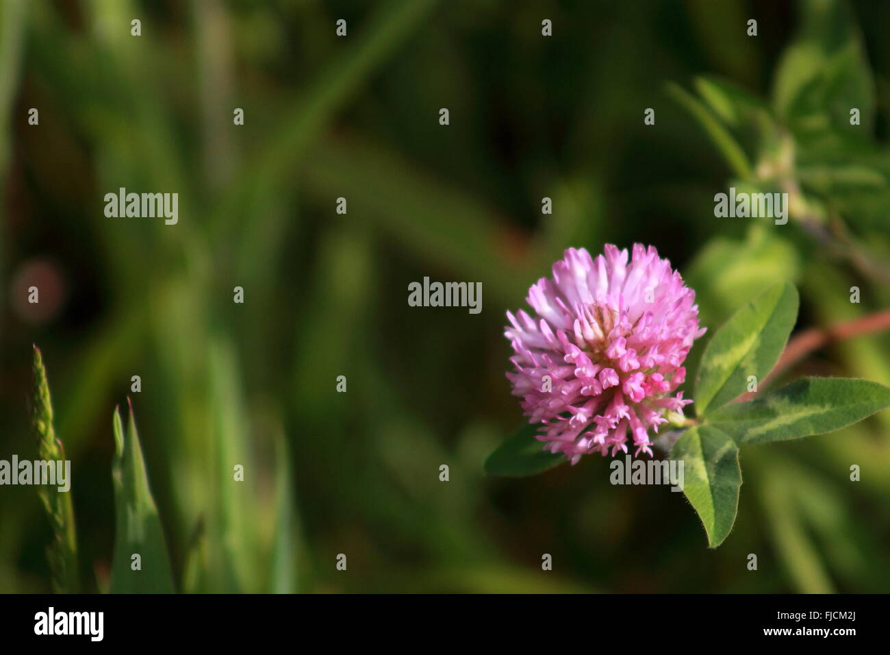 Clover lawn hi-res stock photography and images - Alamy