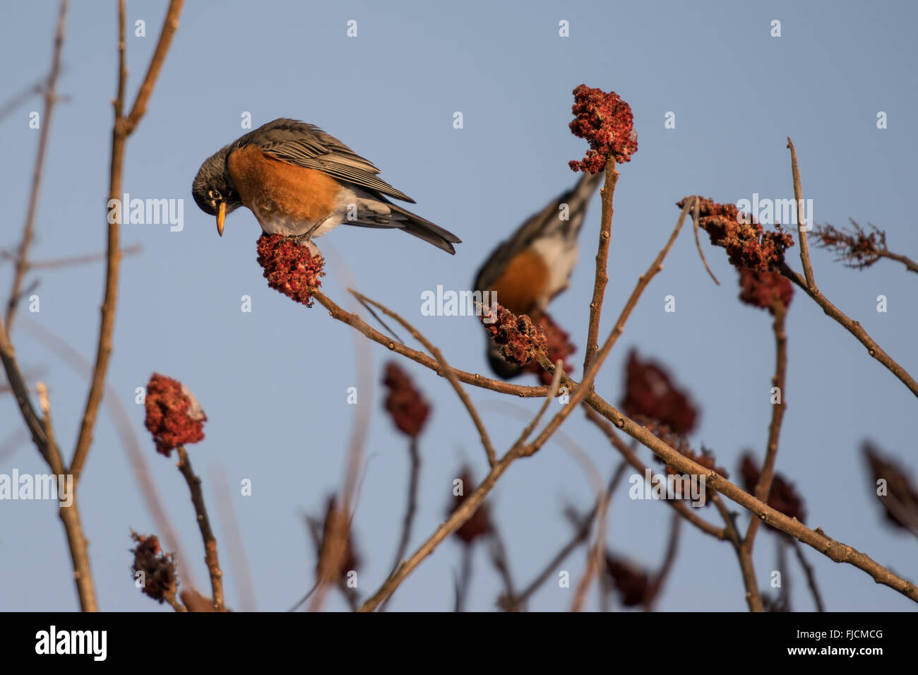 Robins park hi-res stock photography and images - Alamy