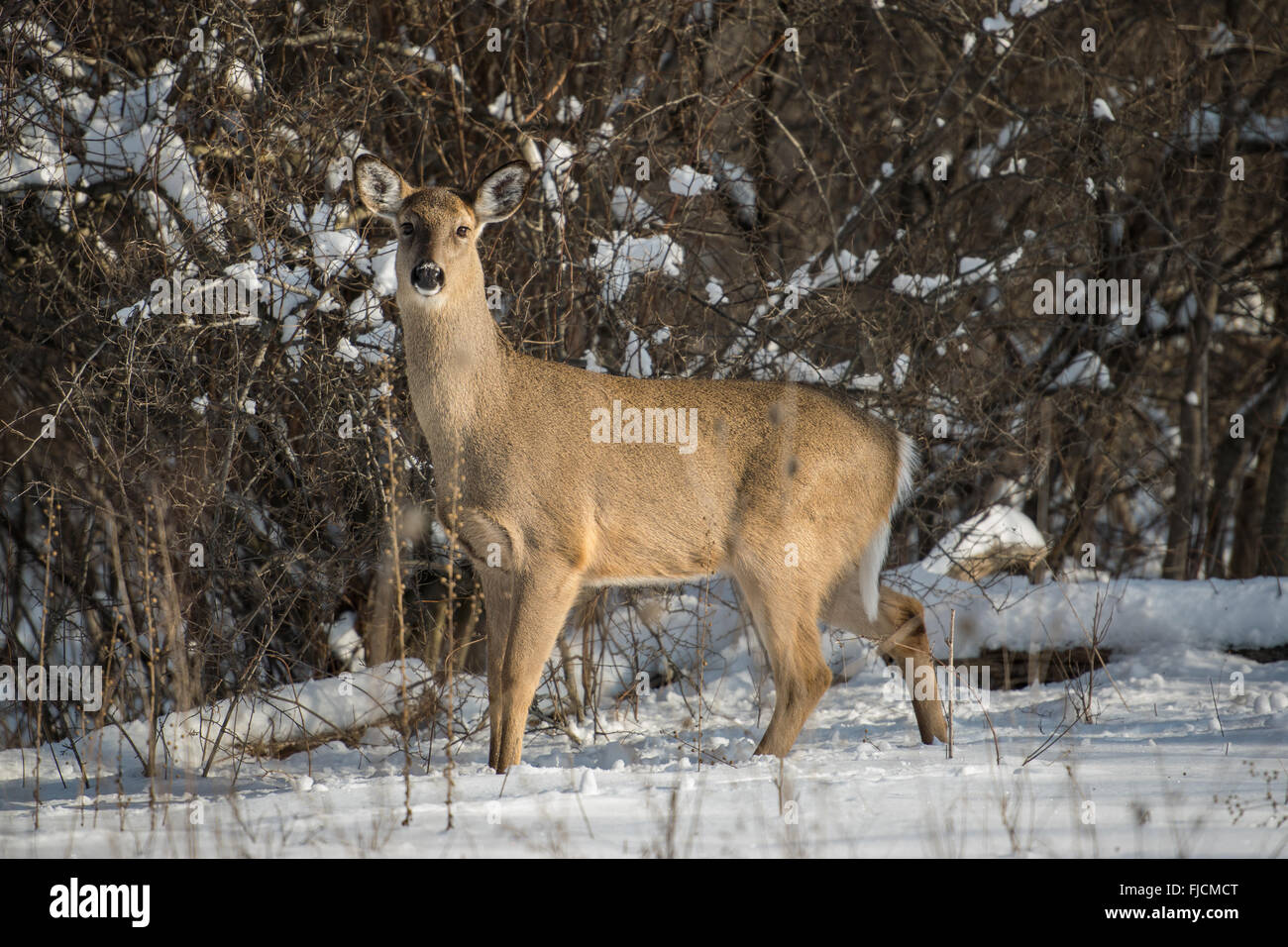 Michigan deer hi-res stock photography and images - Alamy