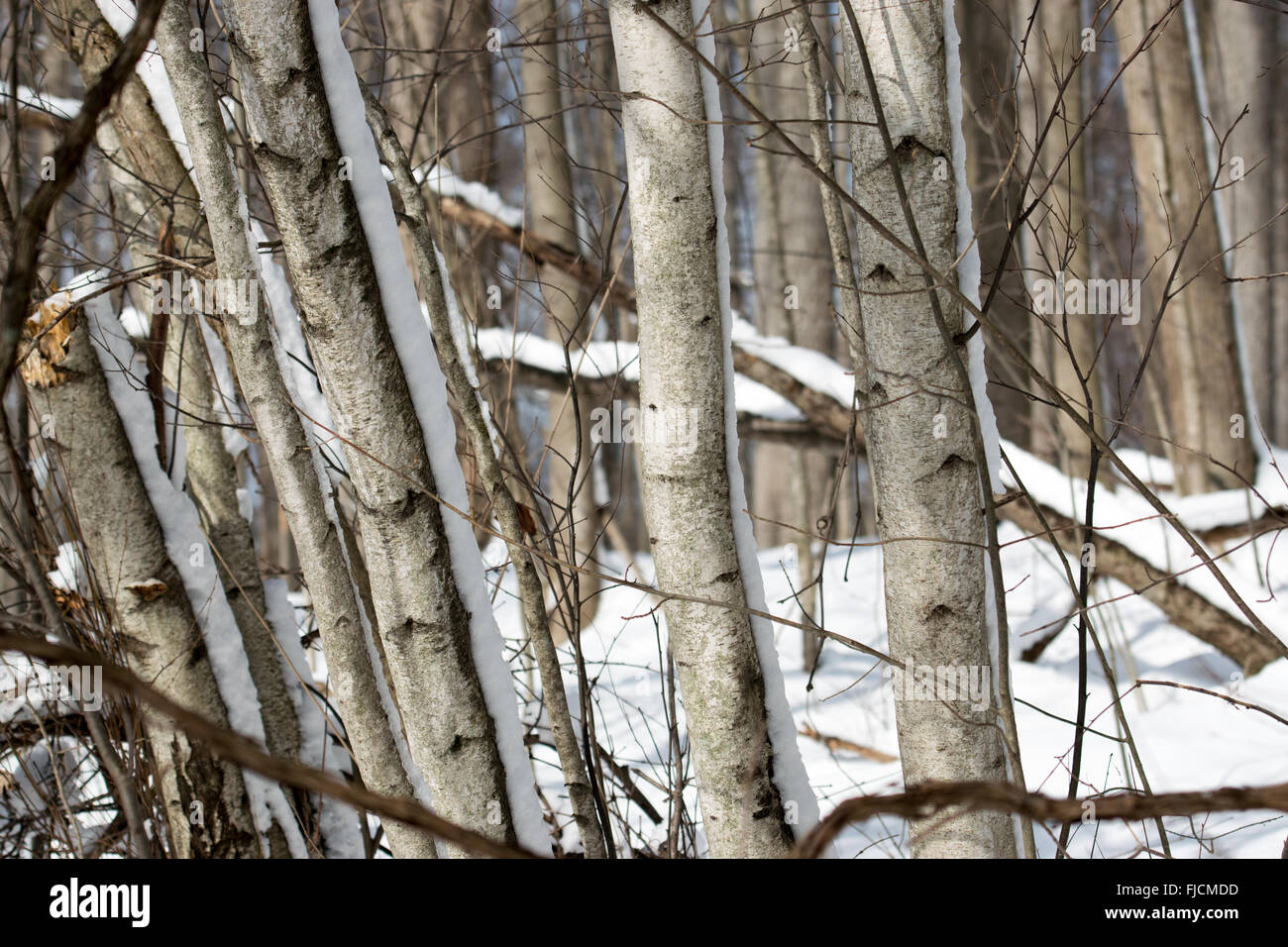 Birch trees snow hi-res stock photography and images - Alamy