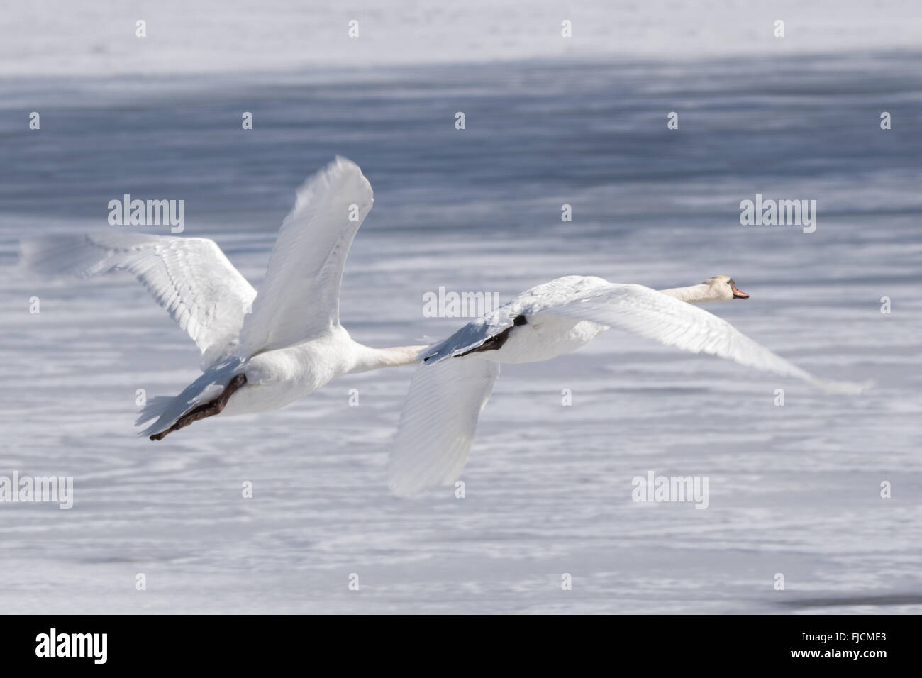 Swans in Flight Stock Photo - Alamy