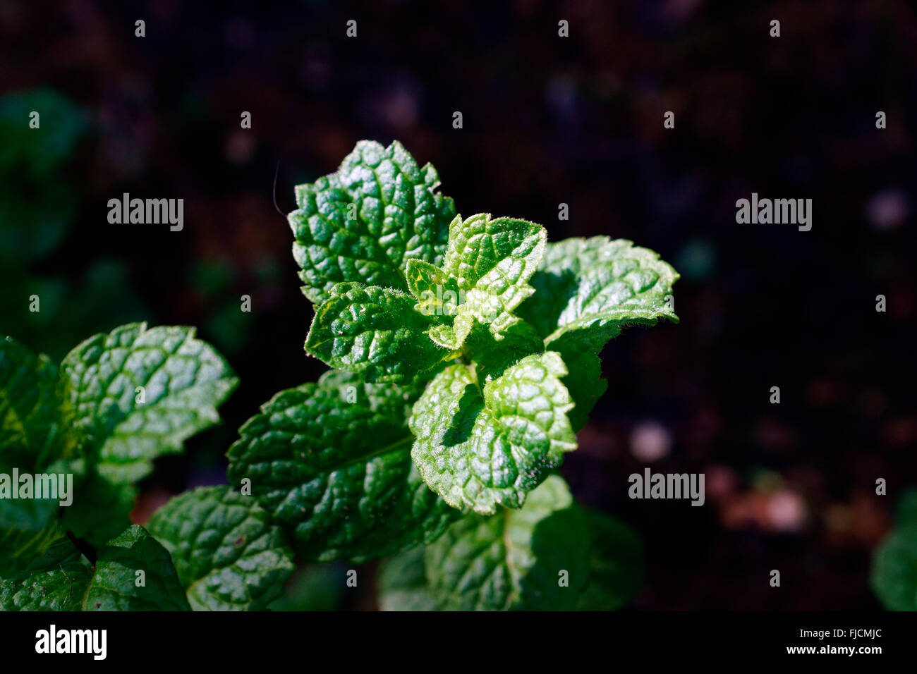 MINT, MENTHA, MENTHOL Stock Photo - Alamy