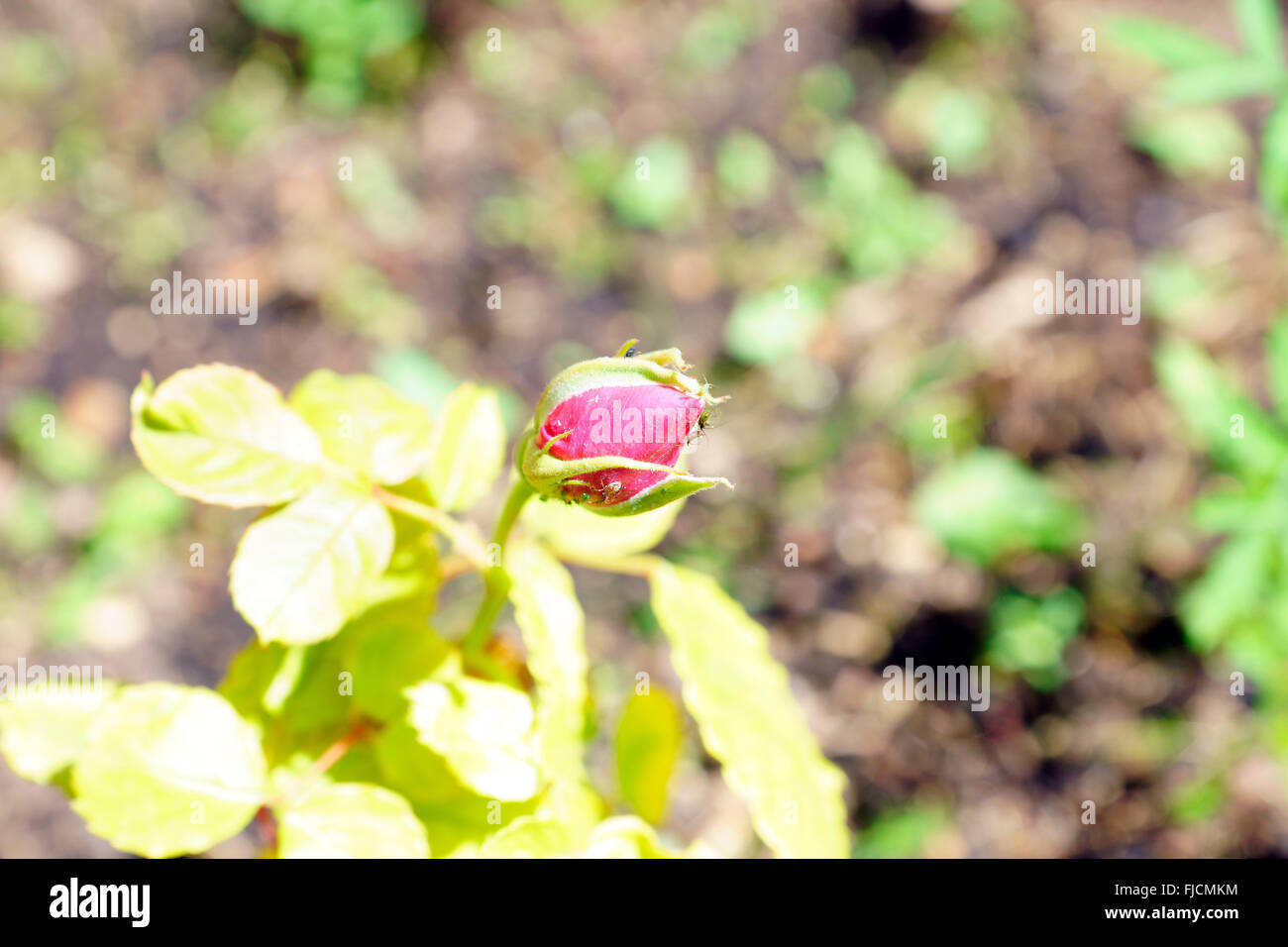 ROSE WITH INSECTS Stock Photo - Alamy