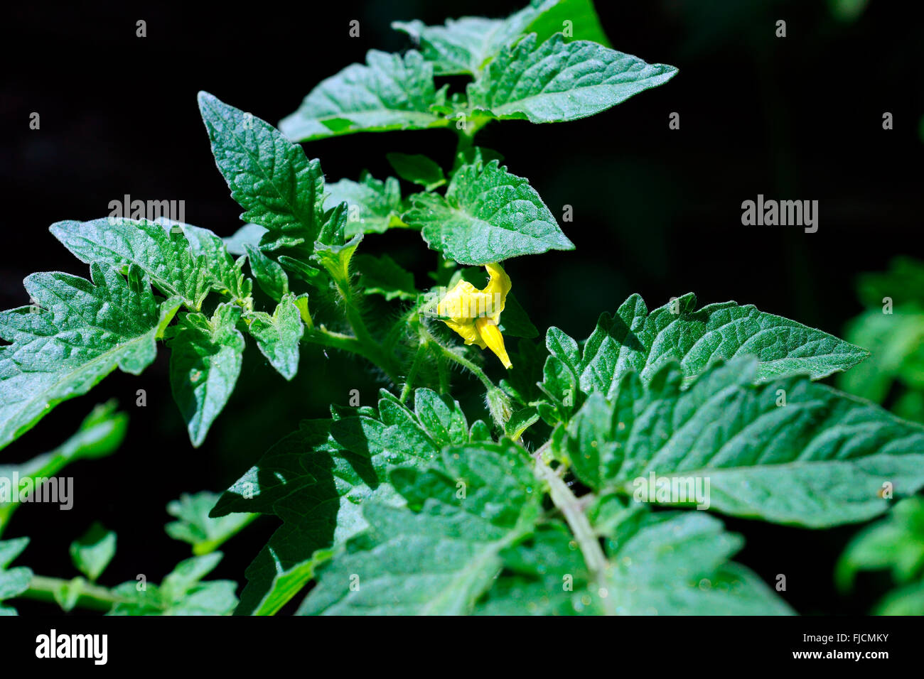 Poona kheera hi-res stock photography and images - Alamy