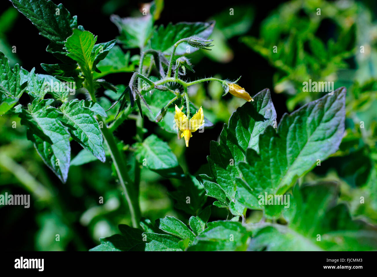 Poona kheera cucumber hi-res stock photography and images - Alamy