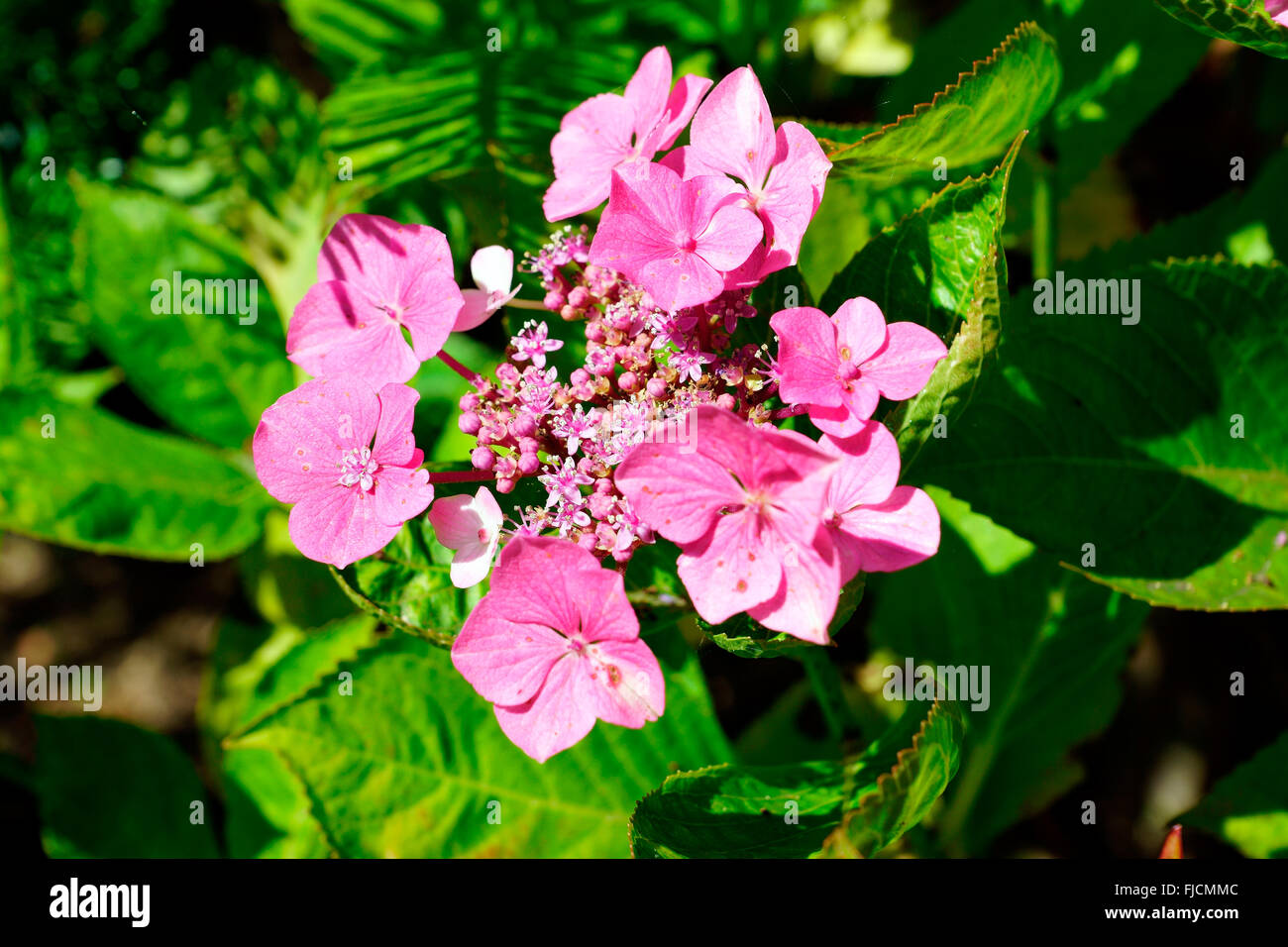 HYDRANGEA, HORTENSIA, MOPHEAD, POM-POM Stock Photo - Alamy