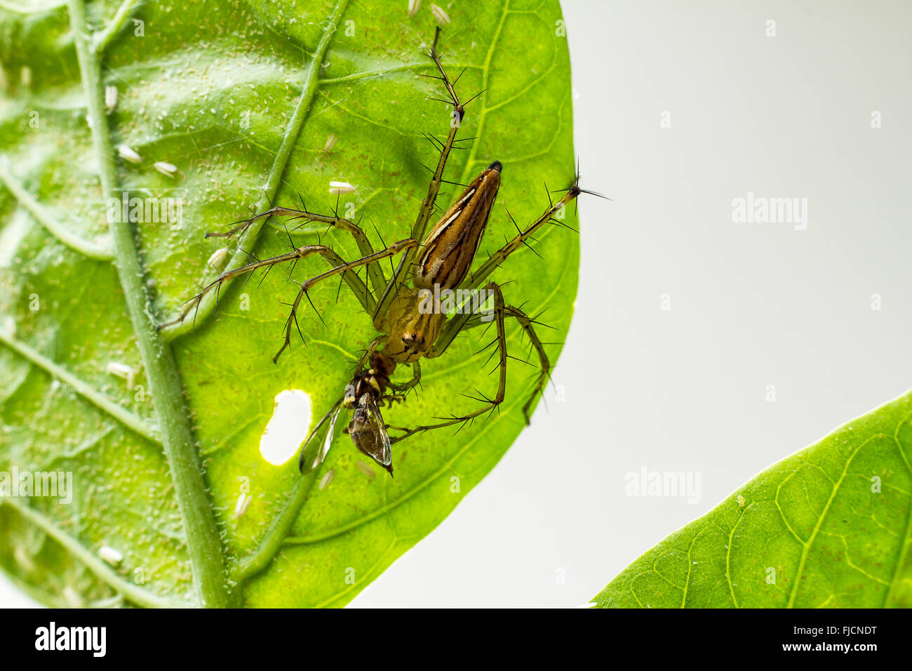 A spider eating insect on a green leaf. Dolomedes fimbriatus Stock ...