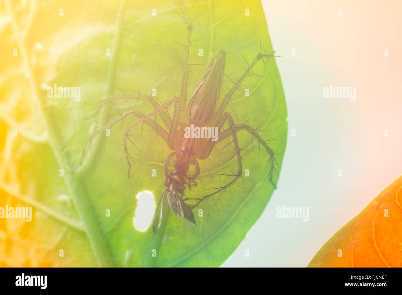 A spider eating insect on a green leaf. Dolomedes fimbriatus.( special ...
