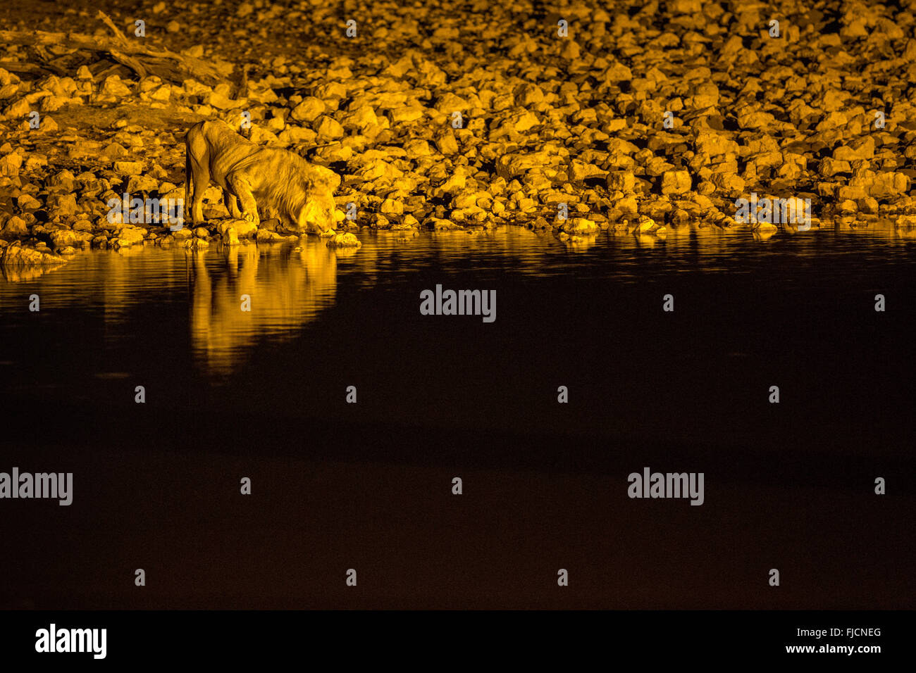 lion drinking at a flood lit water hole Stock Photo - Alamy