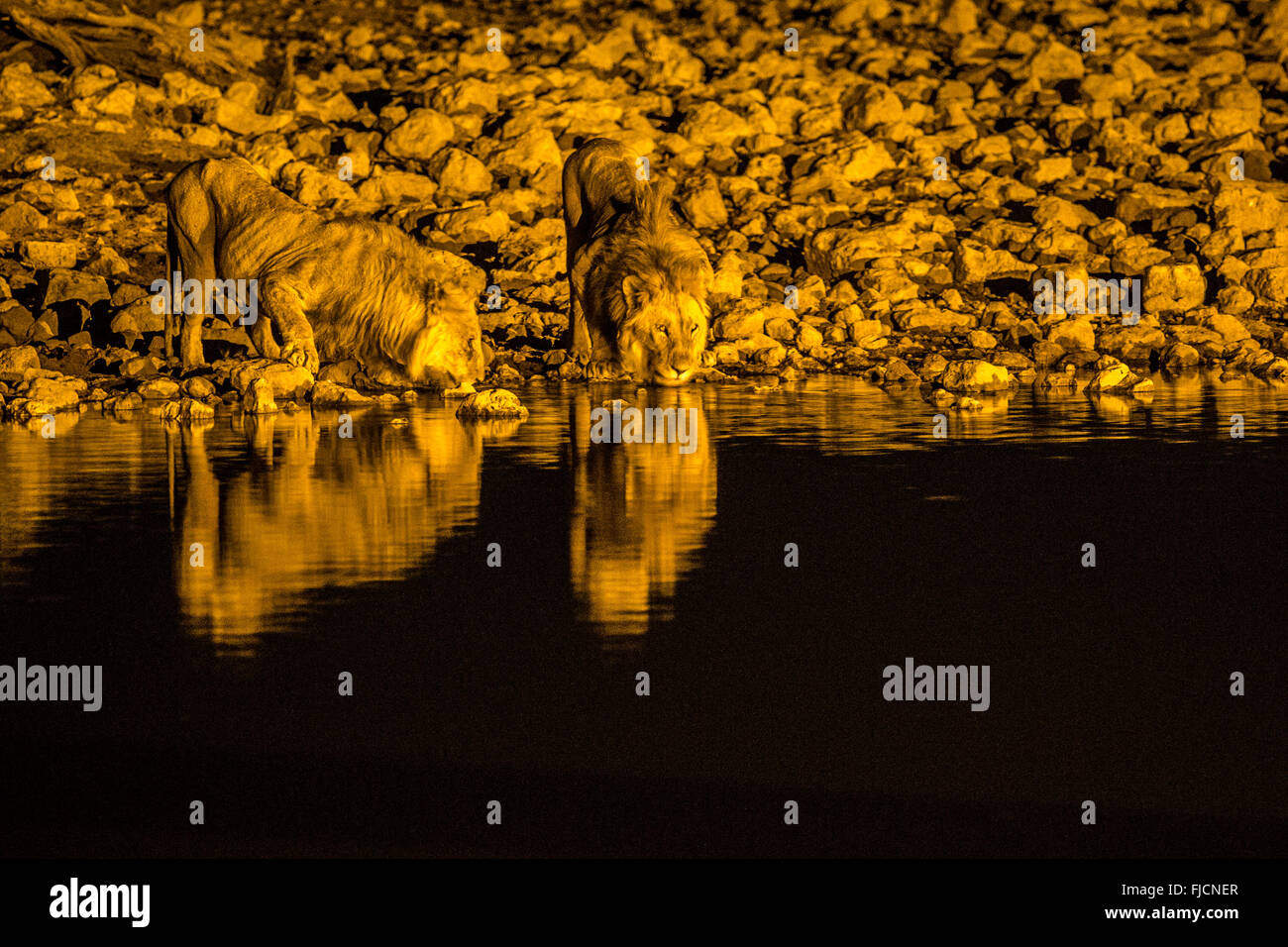 lion drinking at a flood lit water hole Stock Photo - Alamy