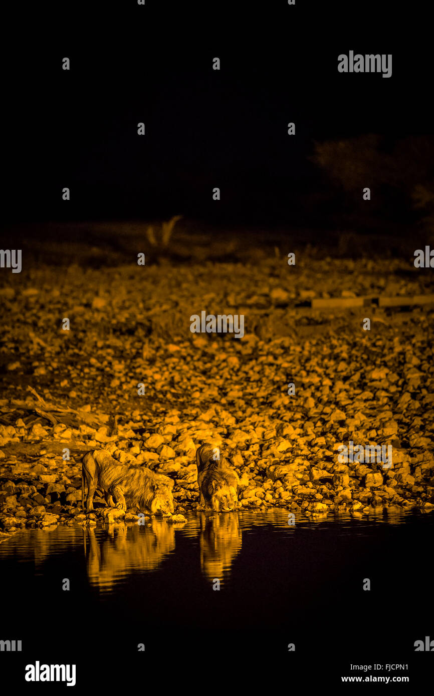 lion drinking at a flood lit water hole Stock Photo - Alamy