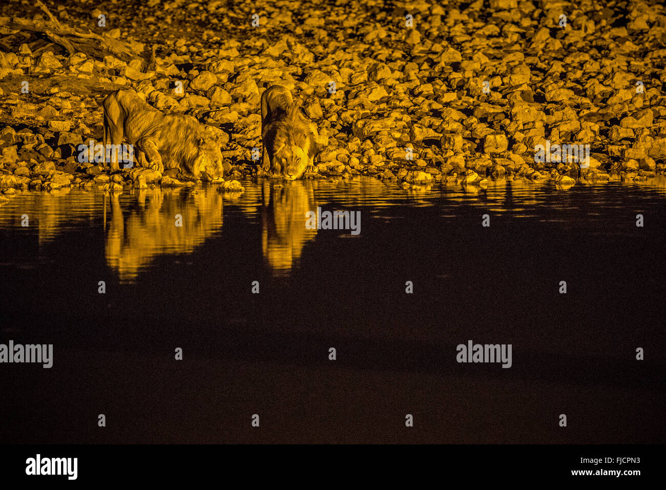 lion drinking at a flood lit water hole Stock Photo - Alamy